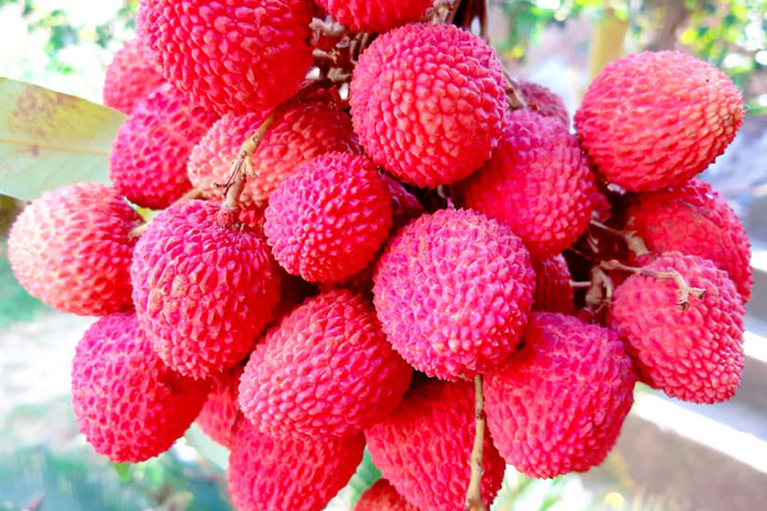 How To Make Lychee Jelly For Bubble Tea Step-By-Step - Blooming Health ...